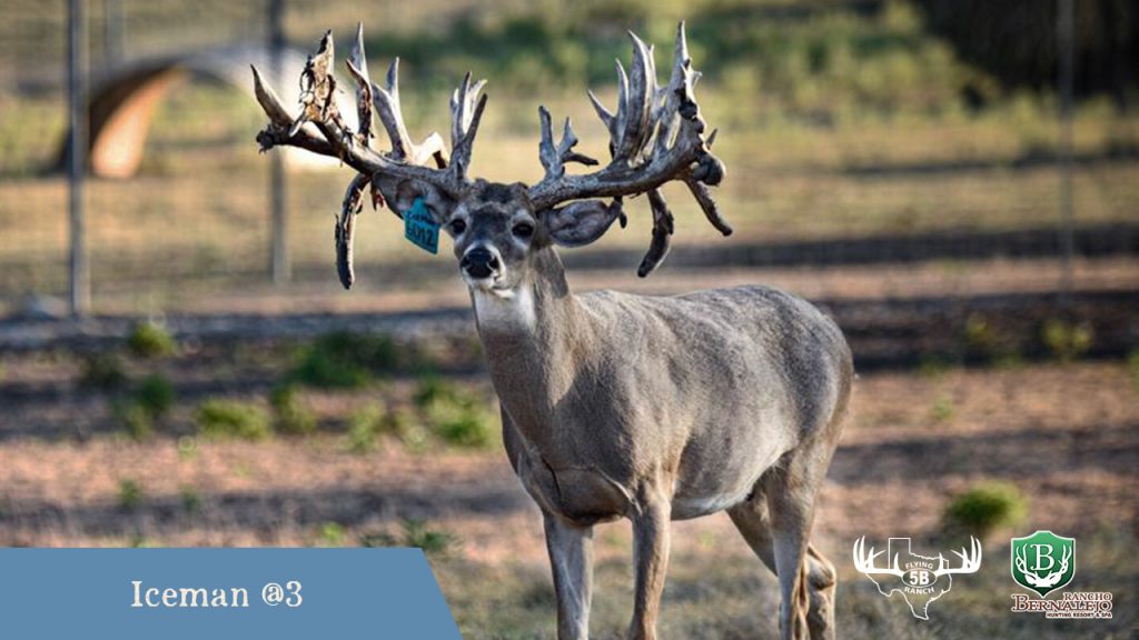 Flying 5B | Breeder Bucks