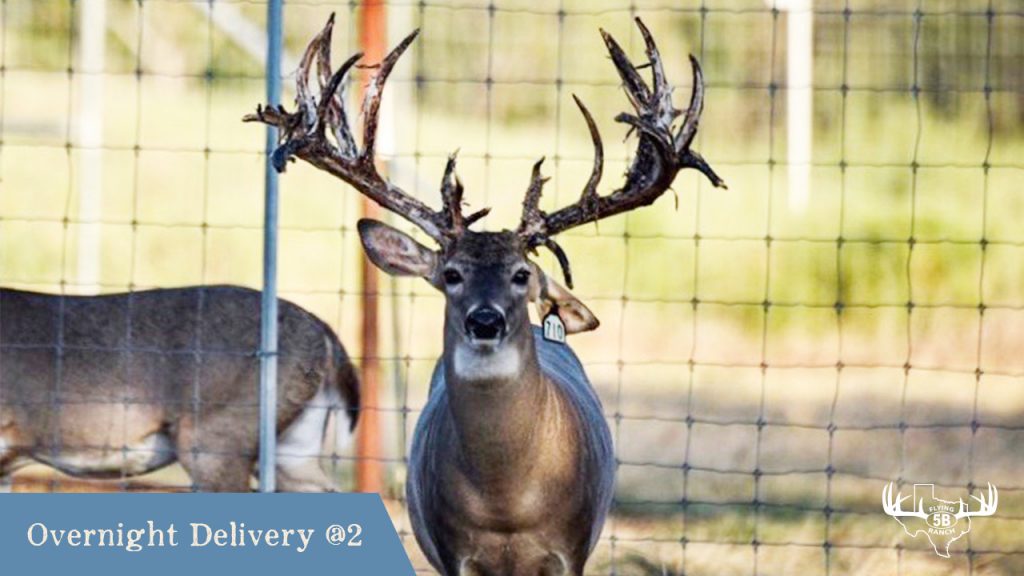 Flying 5B | Breeder Bucks