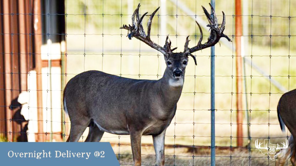 Flying 5B | Breeder Bucks