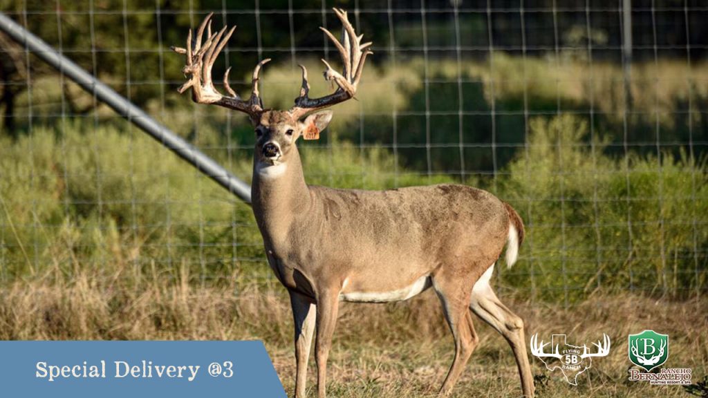Flying 5B | Breeder Bucks