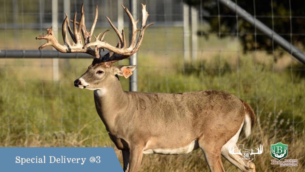 Flying 5B | Breeder Bucks